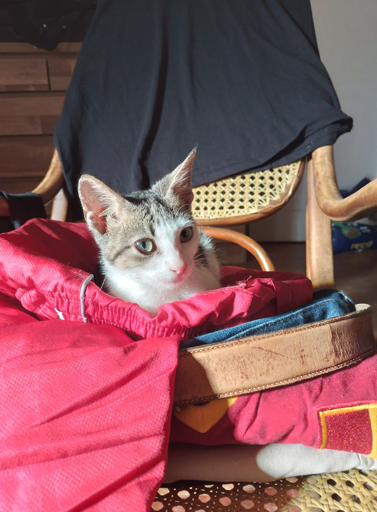 A chegada de Max - Milton Ribeiro